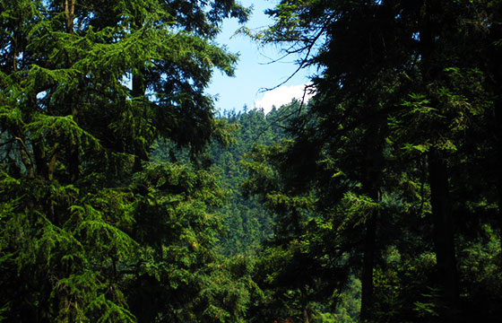Gran-Bosque-de-Agua - El Viajero Fisgón