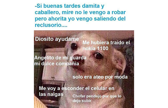 meme-perro-chihuahua - El Viajero Fisgón
